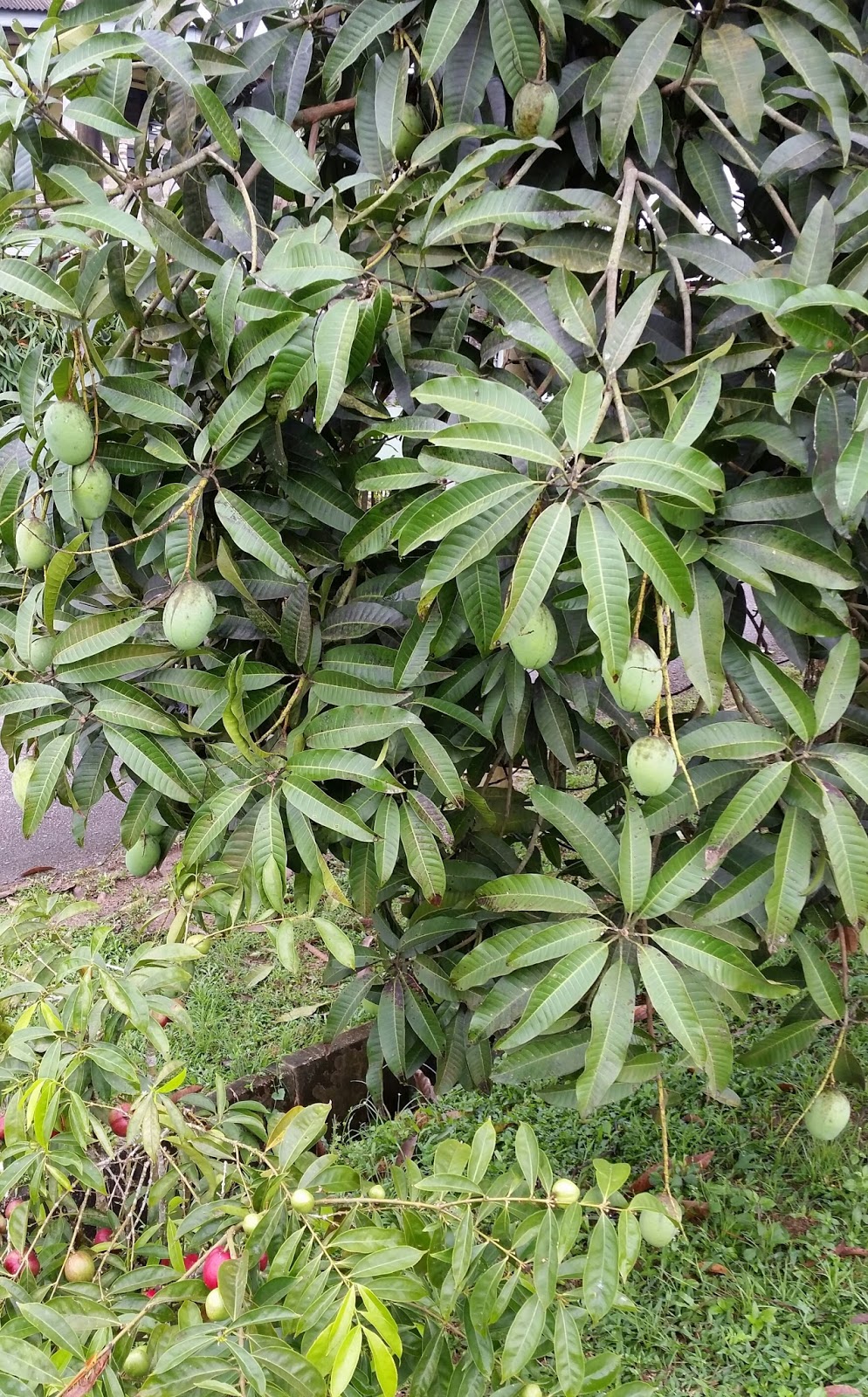 Warisan Petani: Buah Kuini
