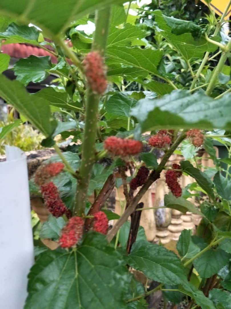 Hj. Zulheimy Ma'amor: KHASIAT POKOK MALBERI