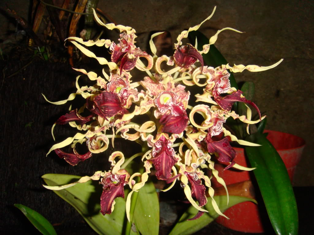 Beberapa Jenis Anggrek Langka Di Indonesia - ATH Aneka Tanaman Hias ...