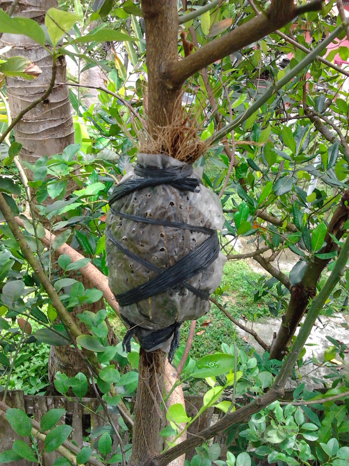 Contoh Tanaman Cangkok - Perumperindo.co.id