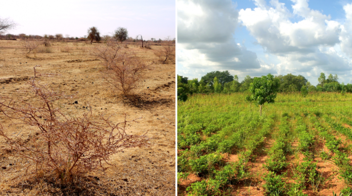 The Planet Press: In pictures - tree planting by Ecosia