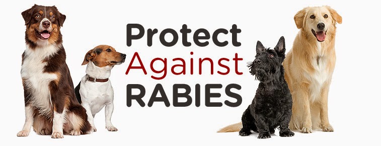 Monroe Road Animal Hospital Pet Care Forum: Protect Your Pet Against Rabies
