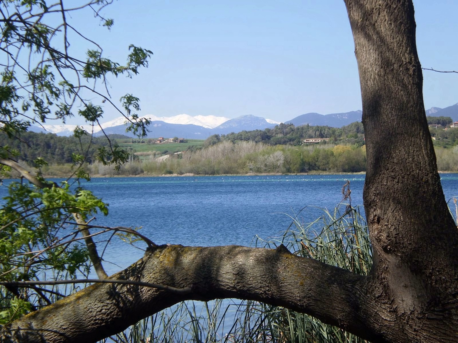 NATURA VIVA: L'ESTANY DE BANYOLES