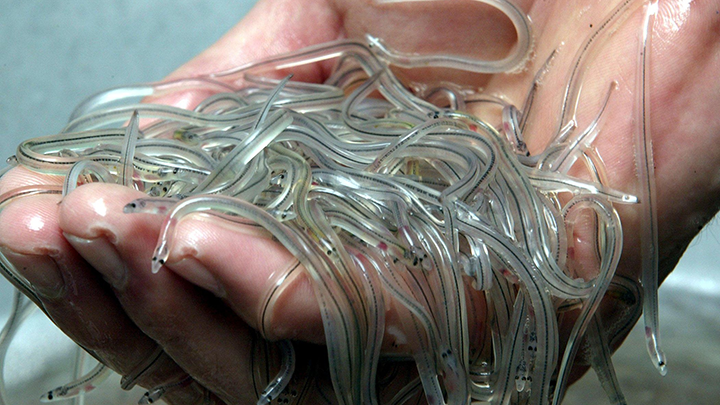 Connecticut Master Naturalist Blog: The Amazing American Eel