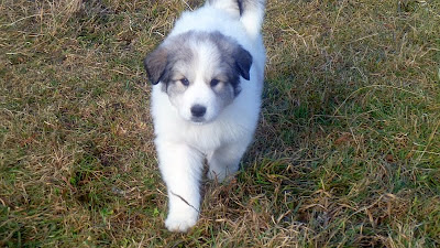 Rural Revolution: Puppy love