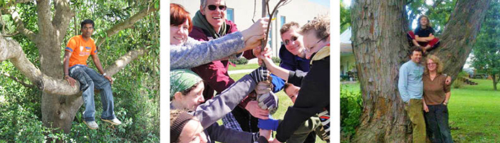 PA Environment Digest Blog: Enter The Tree Of The Year Contest, Tell ...