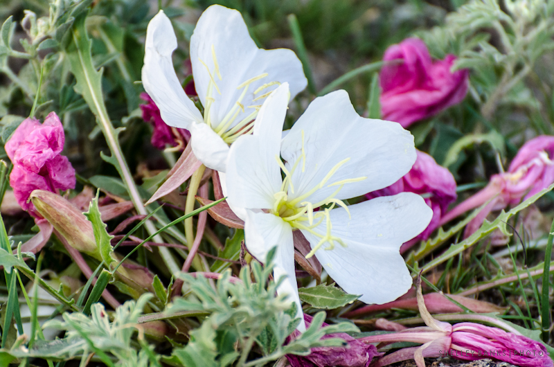 Prairie Wildflowers: Gumbo Evening Primrose at Grasslands Park