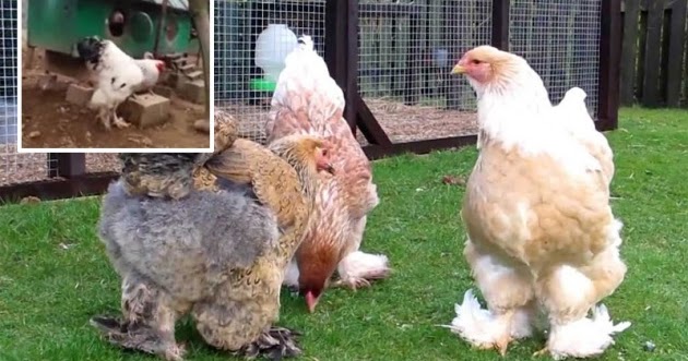 La vera storia del pollo gigante | Mondo Tempo Reale