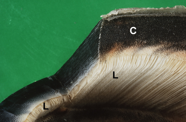 It's Quarters for Me: Optimal hooves: What holds them together