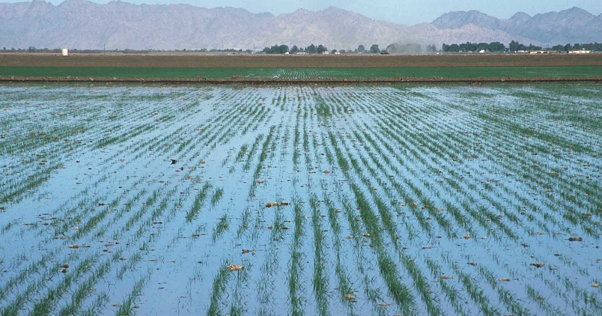 Flood and furrow irrigation | world agriculture