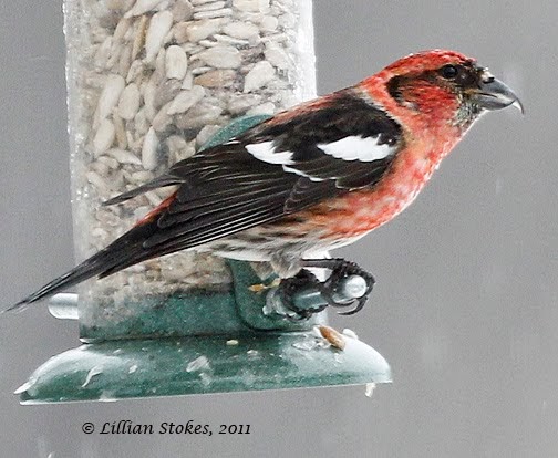 STOKES BIRDING BLOG: Rare Finches Coming To Your Feeders This Winter ...
