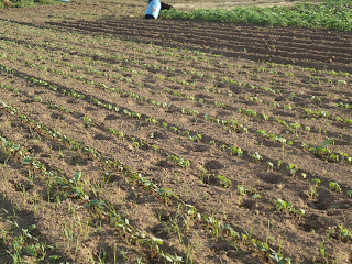 Pratos da Bela: Árvores de fruto entre outros II...