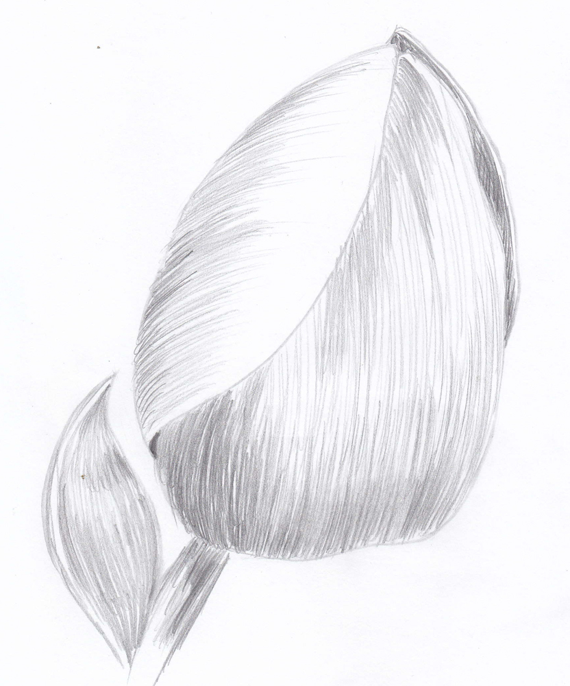 Weekly : Doodles and tuts: Drawspace lesson F11: How to draw a Tulip