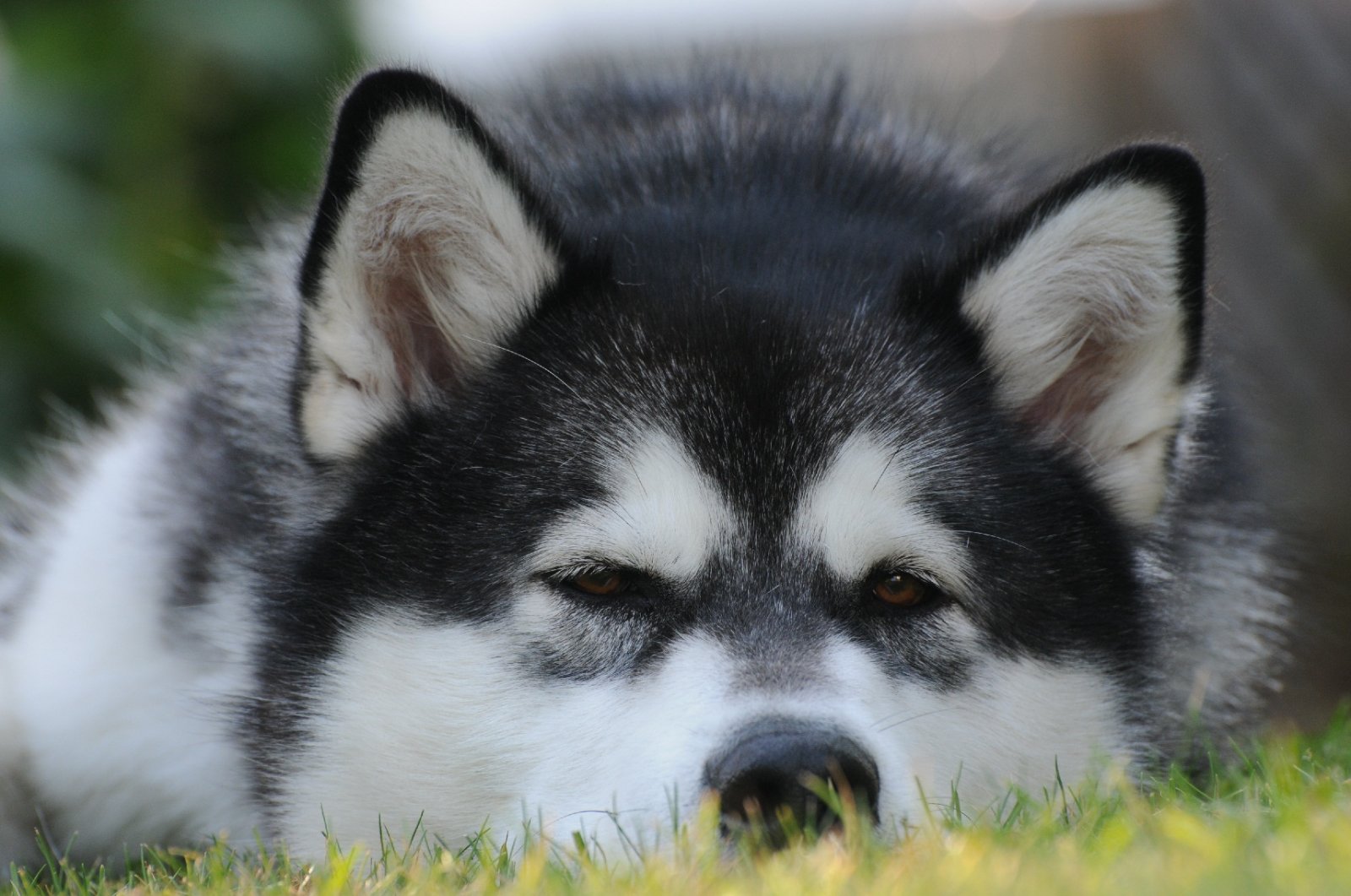 Todas las razas de perros: Alaskan Malamute