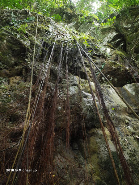 The rainforests of Borneo & Southeast Asia: Begonia promethea ...