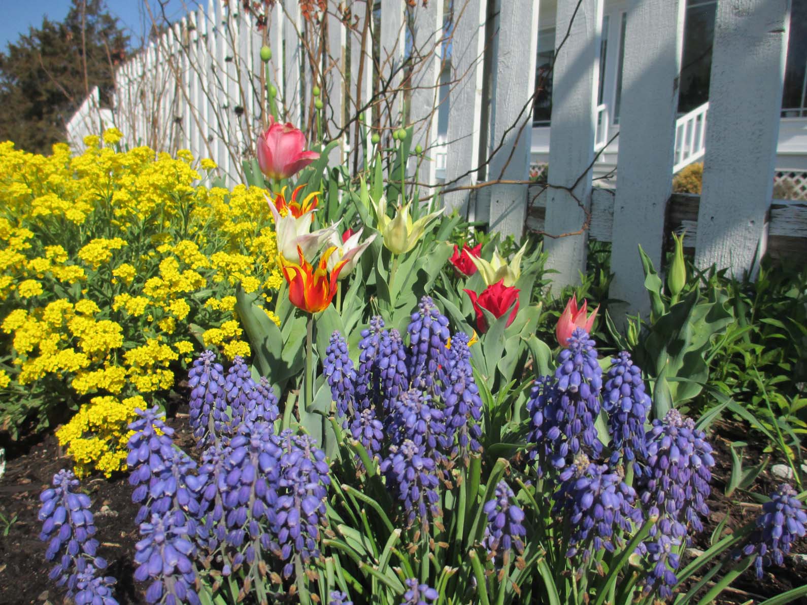 Garden Fancy: Spring is here, and it's Tulip Time!