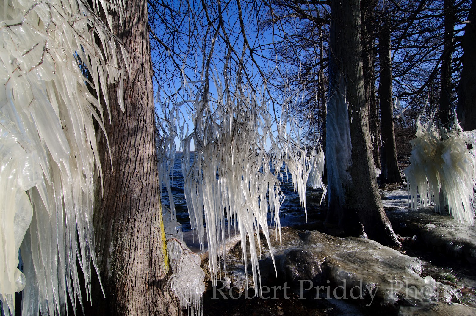 Robs Photo Facts: Reelfoot Lake - Hidden Gem of Nature