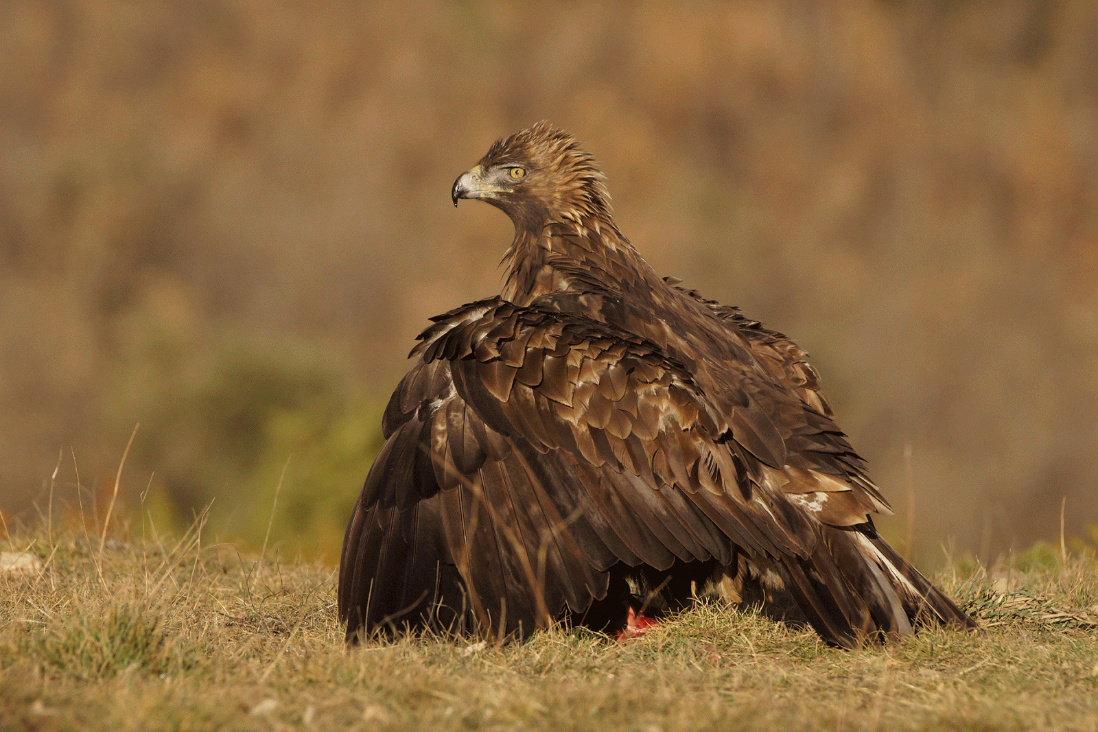 Pasión por las aves: Águila real.(Aquila chrysaetos)