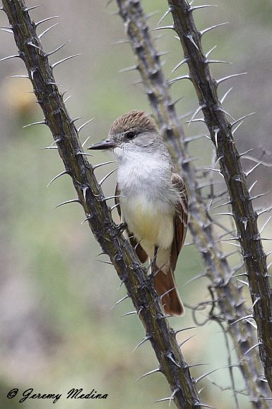 Birding Is Fun!: Sky Island Birding