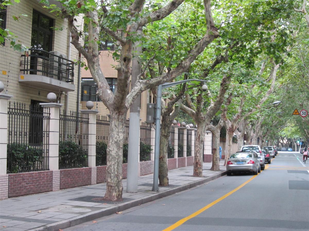 Reflections on Auckland Planning: Shanghai - Can't see wires for trees