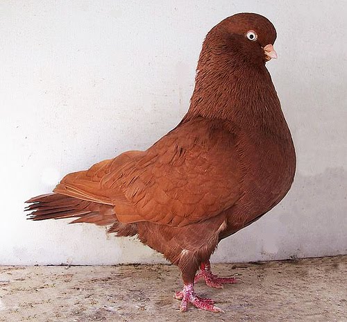 HAPPYPETSMARAKKARA: Australian Red Pigeon