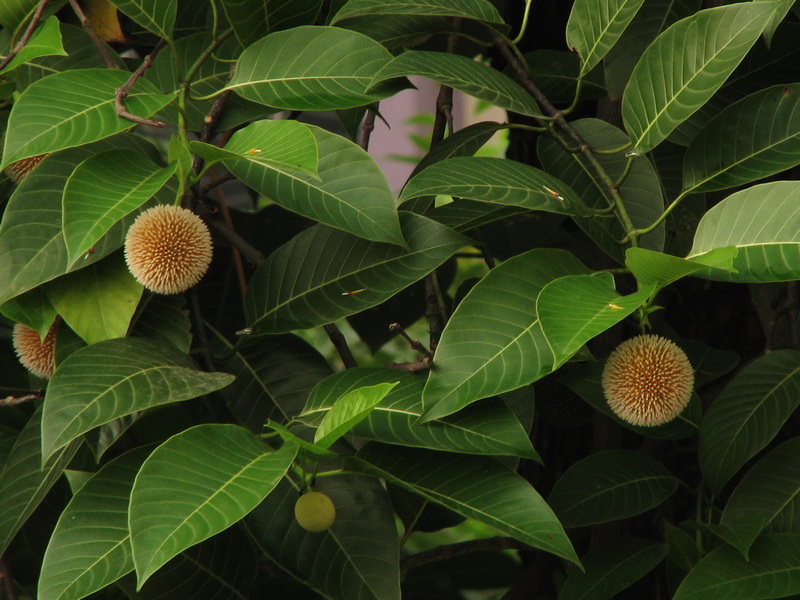 Kadam Flower "Beauty of Nature" ~ Kaley Cuoco