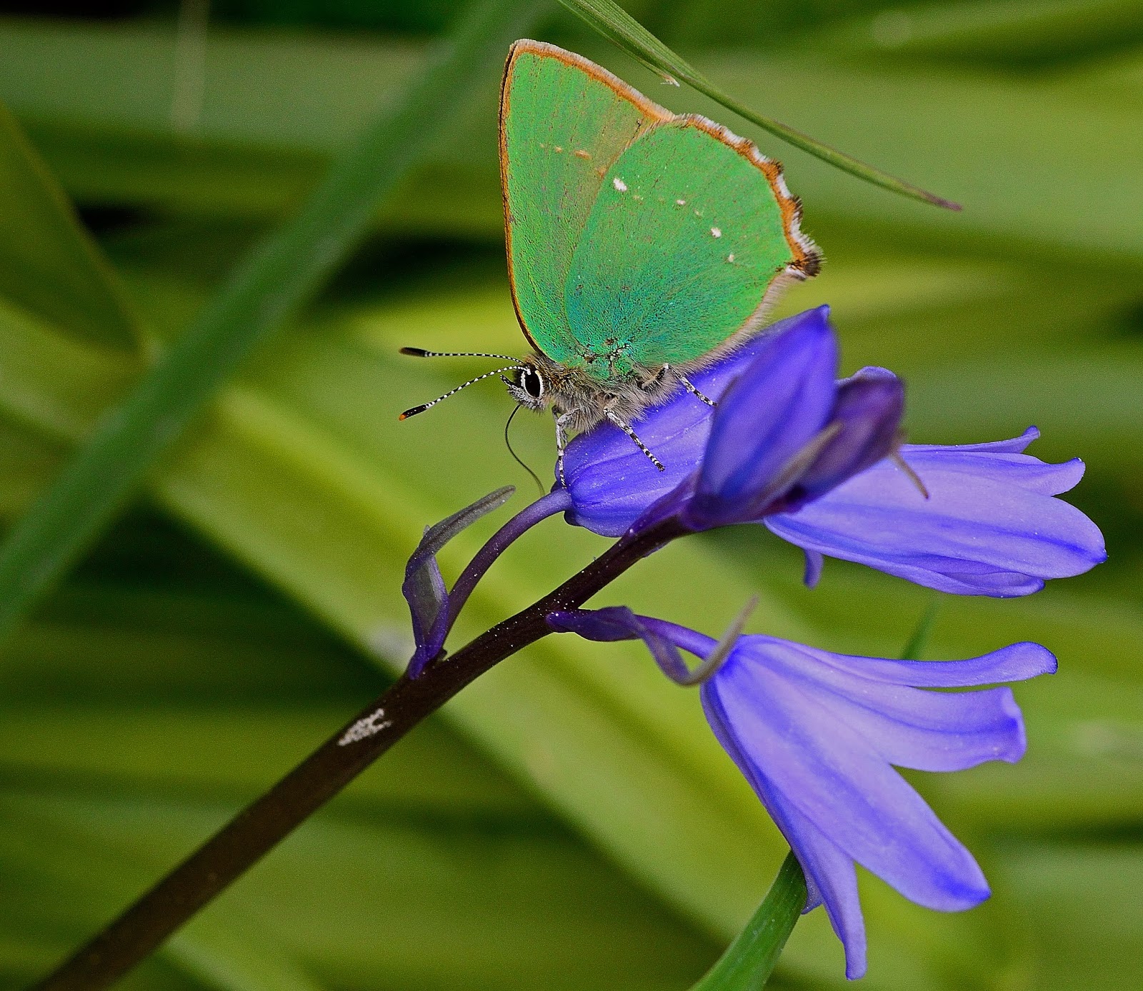 Butterfly Islands: Cooler Temperatures Slow Down the Spring Butterflies.
