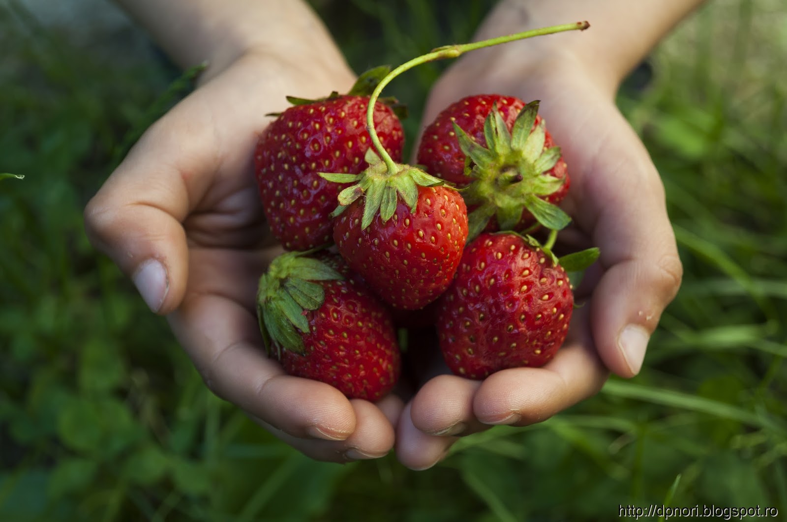 .printre nori: Vedeta sezonului: Capsuna