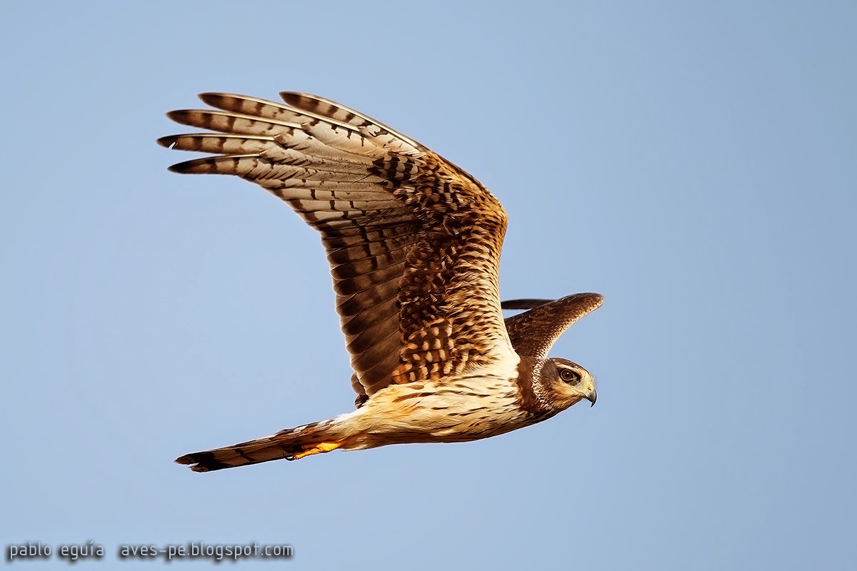 mis fotos de aves: Circus buffoni Gavilán Planeador Long-winged Harrier