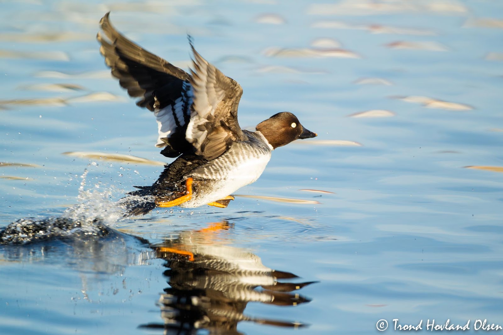 Naturbilder : Kvinand spill i elva