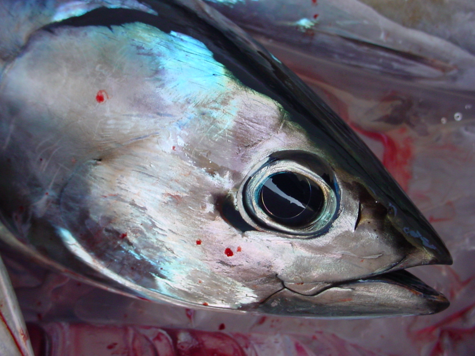 Pescando en la Bahía de Palma: la mirada de la melva