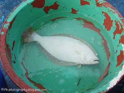 White Fish | Nature, Cultural, and Travel Photography Blog