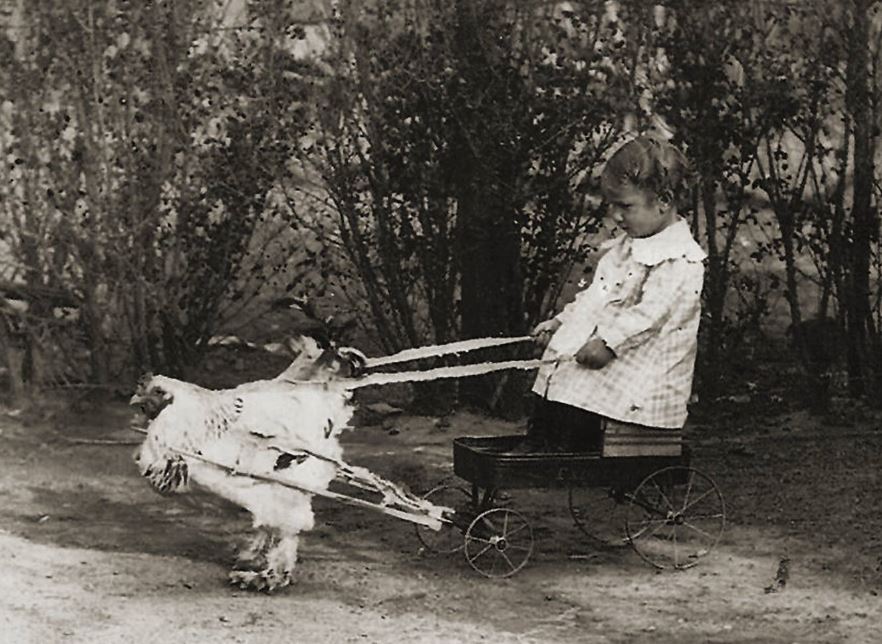 Just A Car Guy: animals pulling carts... seems to have been a trend