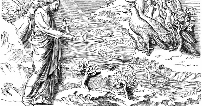 Creation of Fishes and Birds | Color The Bible
