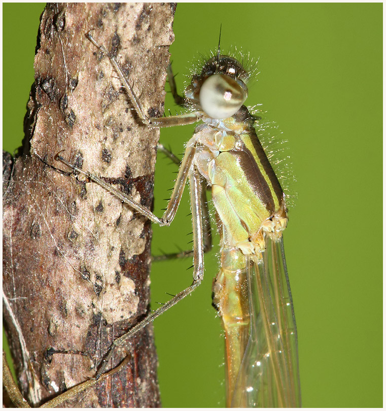 Kent Dragonflies: Newly Emerged Azure Damselfly Kent Dragonflies: Newly Emerged Azure Damselfly