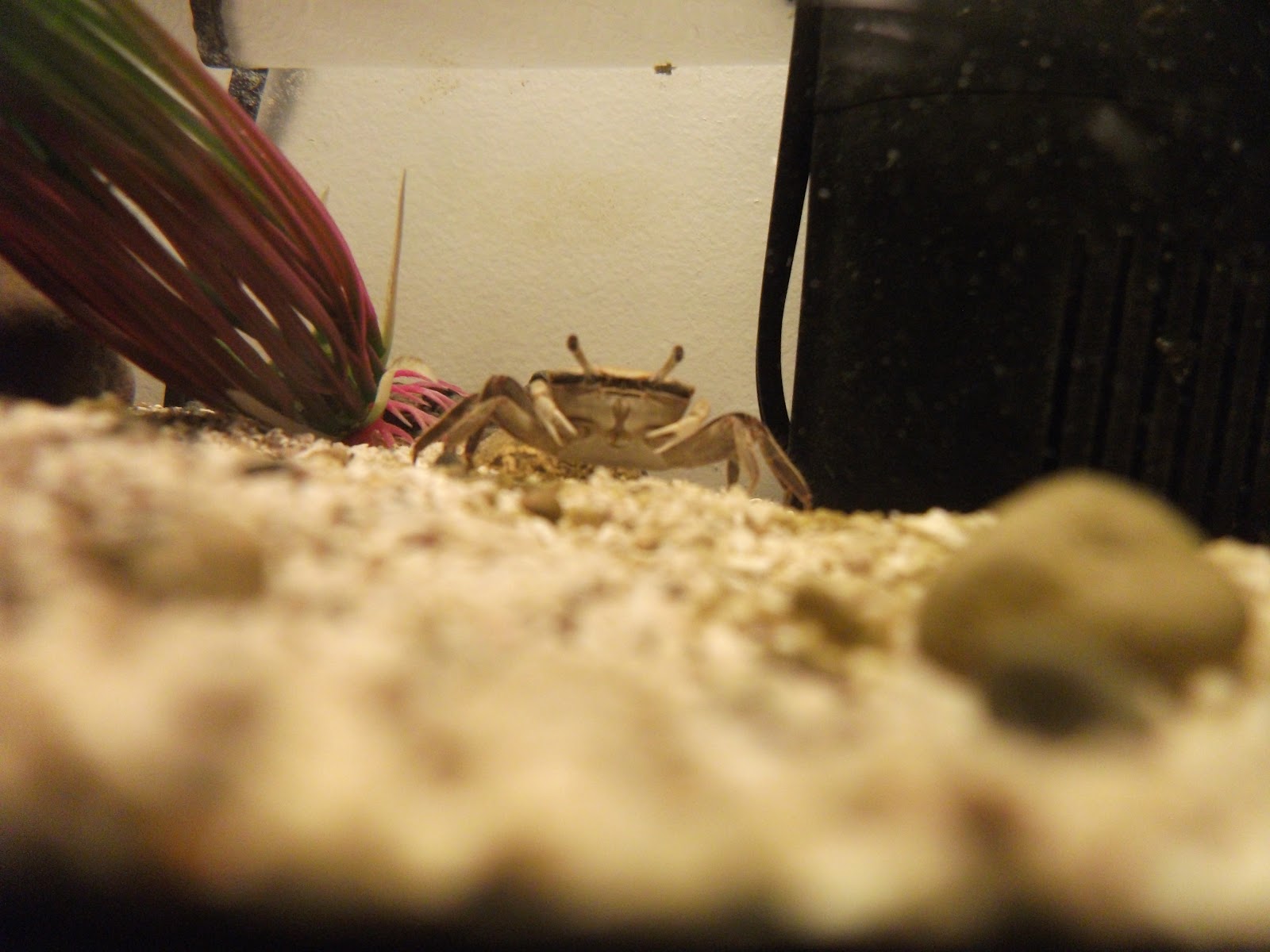 Embrace the Random: The Care and Maintenance of Fiddler Crabs