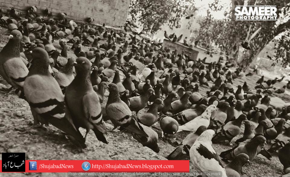 شجاع آباد کی خوبصورت فوٹوگرافی - Shujabad News - A News portal for ...