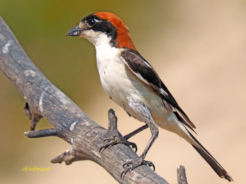 Miguel fotografia: Alcaudón común (Lanius senator)