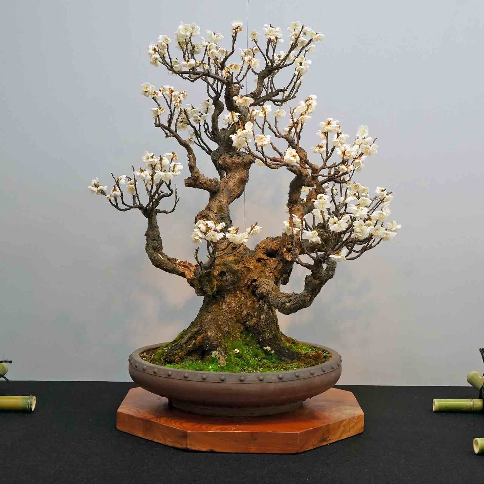 For Your Small Japanese Garden by YUKIMONO: The 65th Bonsai Exhibition ...