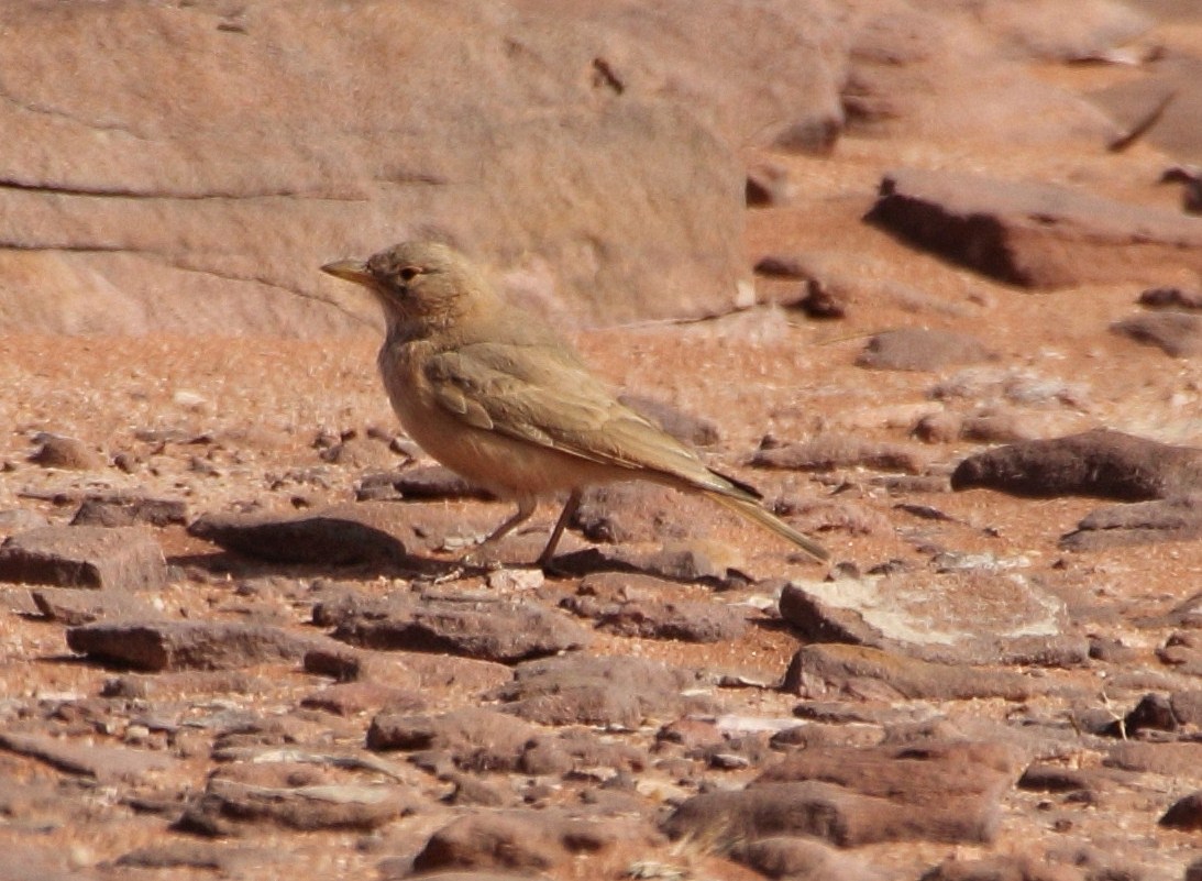 Birding for a Lark: Birding the desert, SW of Tabuk