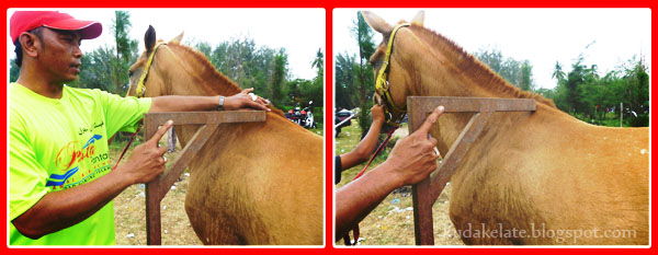 KUDA KELATE: Mengukur Ketinggian Kuda Lumba