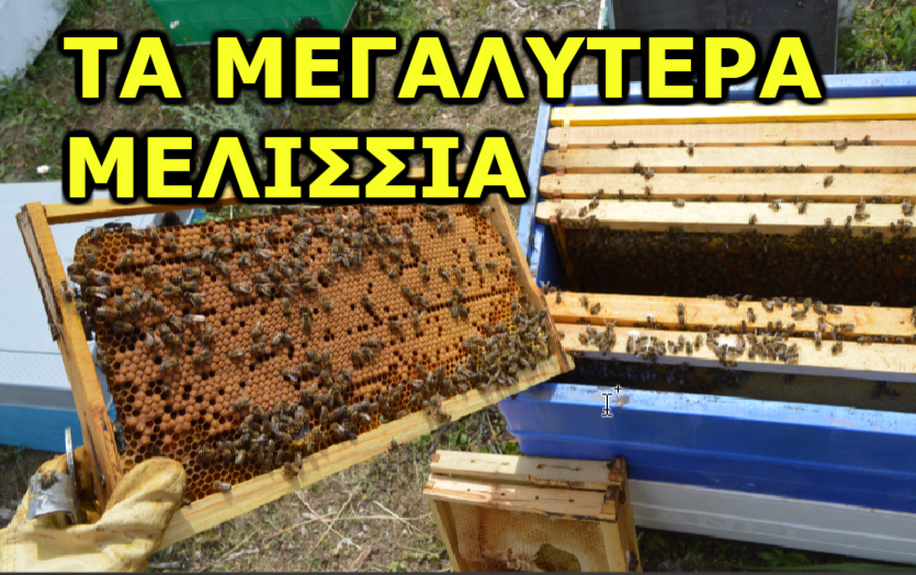 Πως φτιάχνονται τα μεγαλύτερα τριόροφα μελίσσια. Σήμερα λέμε μυστικά video
