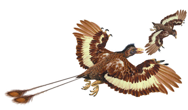 Mundo Pré-Histórico: Confuciusórnis, a primeira ave com bico