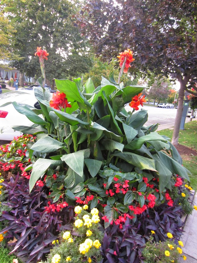 Canna índica o capacho, achira, lengua de dragón... | Plantas