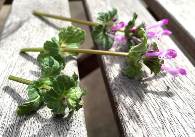 The Foraged Foodie: Deadnettle and Henbit: two edible, medicinal herbal ...