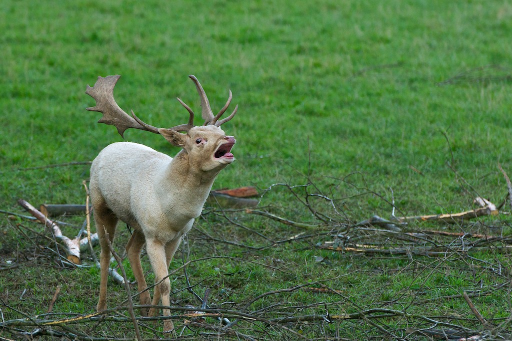 British Wildlife Centre ~ Keeper's Blog: Half Term Opening