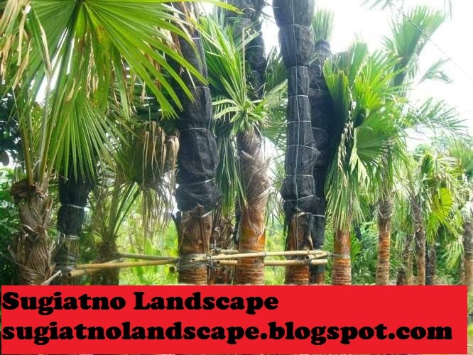 Pohon palem sadeng | Palm sadeng kebo | Jual pohon sadeng murah ...