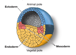 EMBRIOLOGIA 1: TERCERA SEMANA DEL DESARROLLO: EL DISCO GERMINATIVO ...