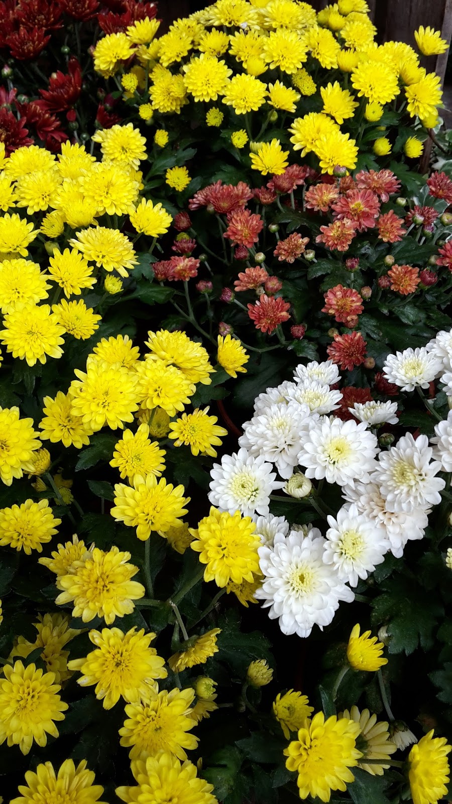 Vademecum Interesting Plants: Dendranthema - Chryzantema - Chrysanthemum