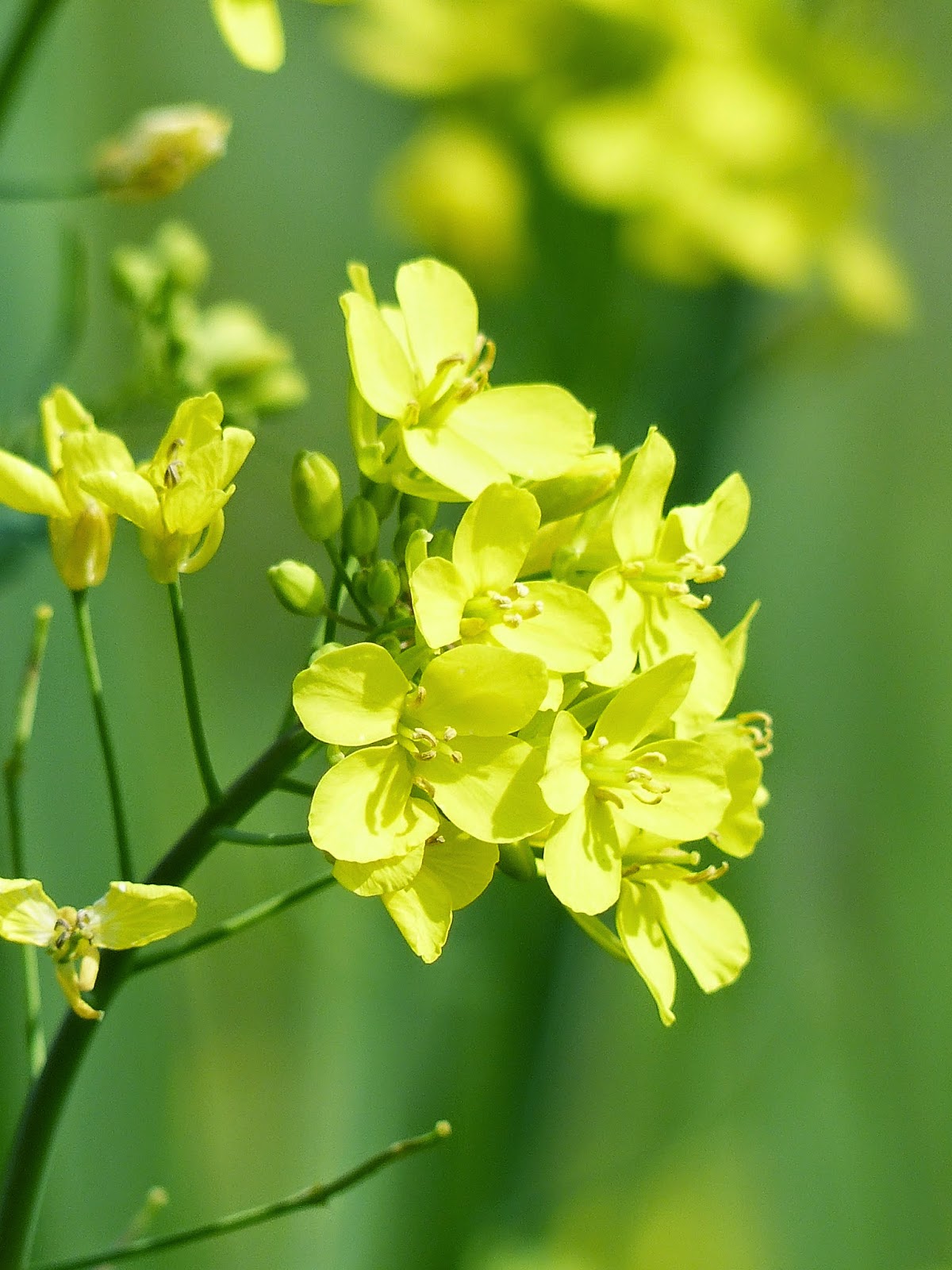 Brassica rapa | Wild flowers of Europe by Anita Beijer